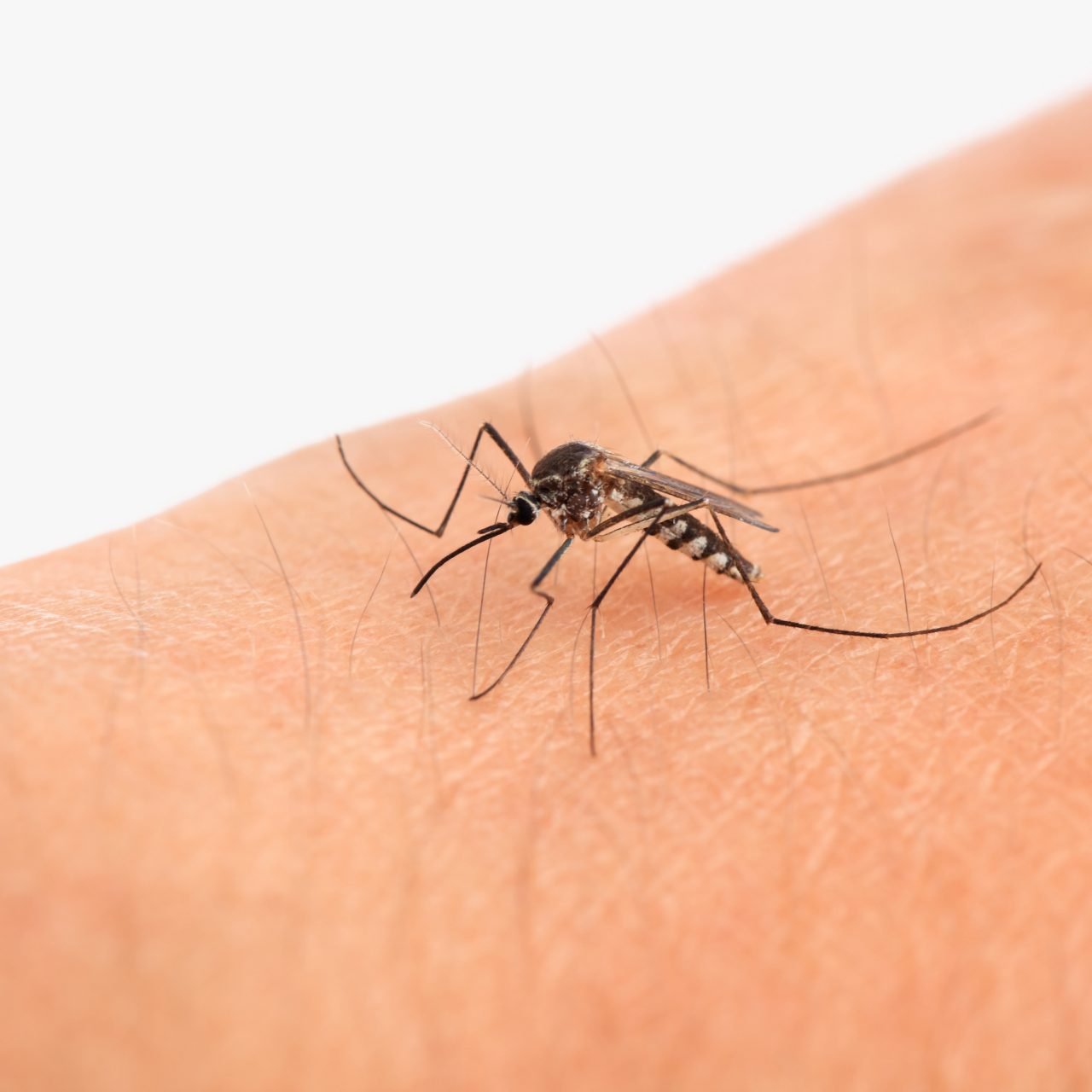 Licensed Mosquito Control Service | Lodestar Pest Management