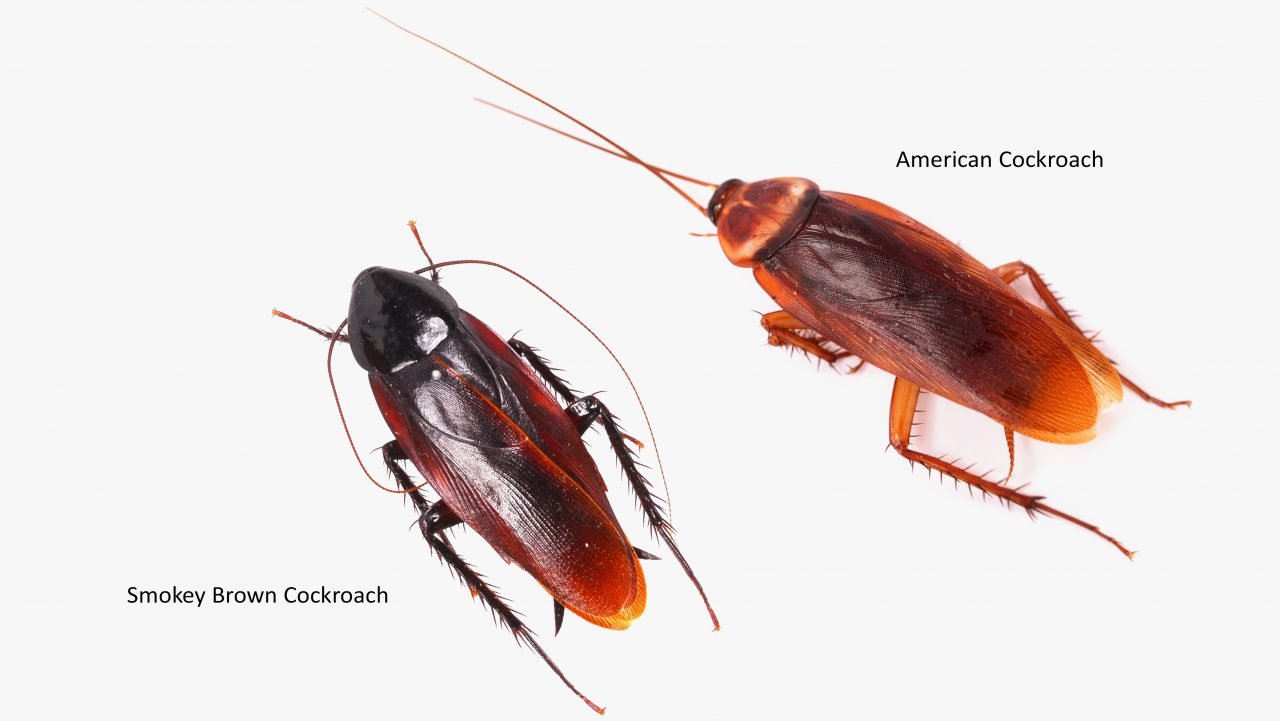 Cockroach Control Services | Lodestar Pest Management